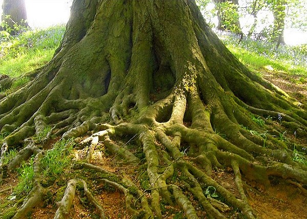 National Tree Week - Society for One-Place Studies